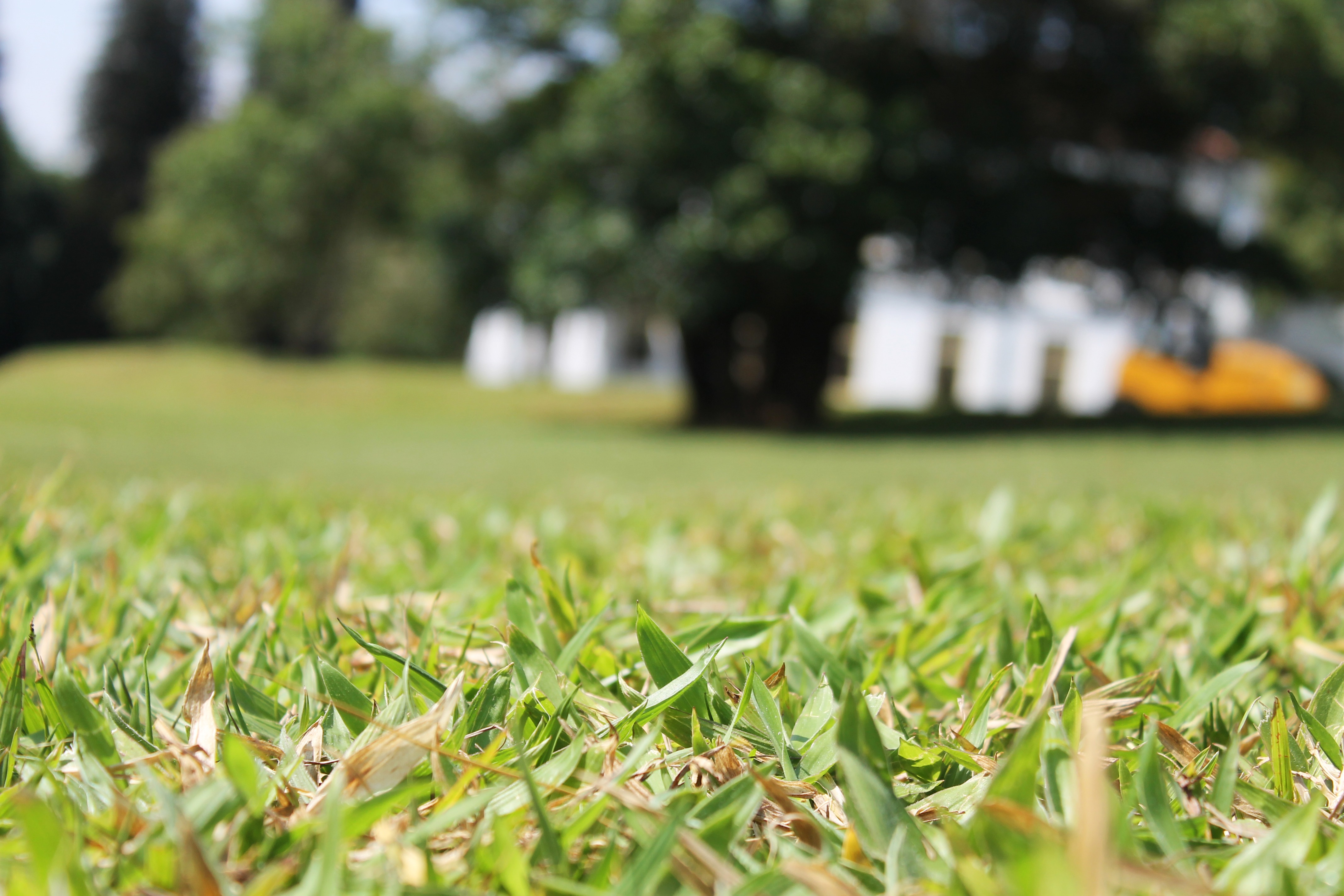 Is Your Lawn Stressed? Understanding Lawn Stress in North Carolina ...