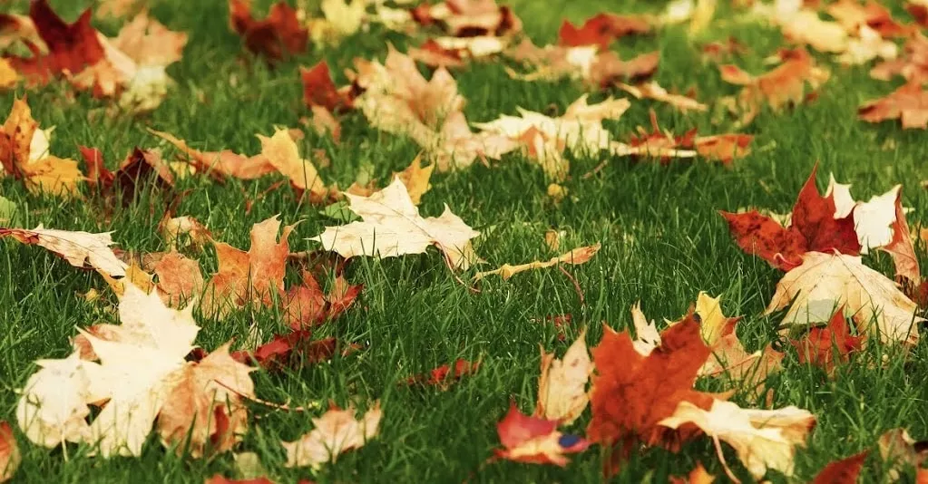 8 Tips for Making Raking Leaves Easier | Tailor Made
